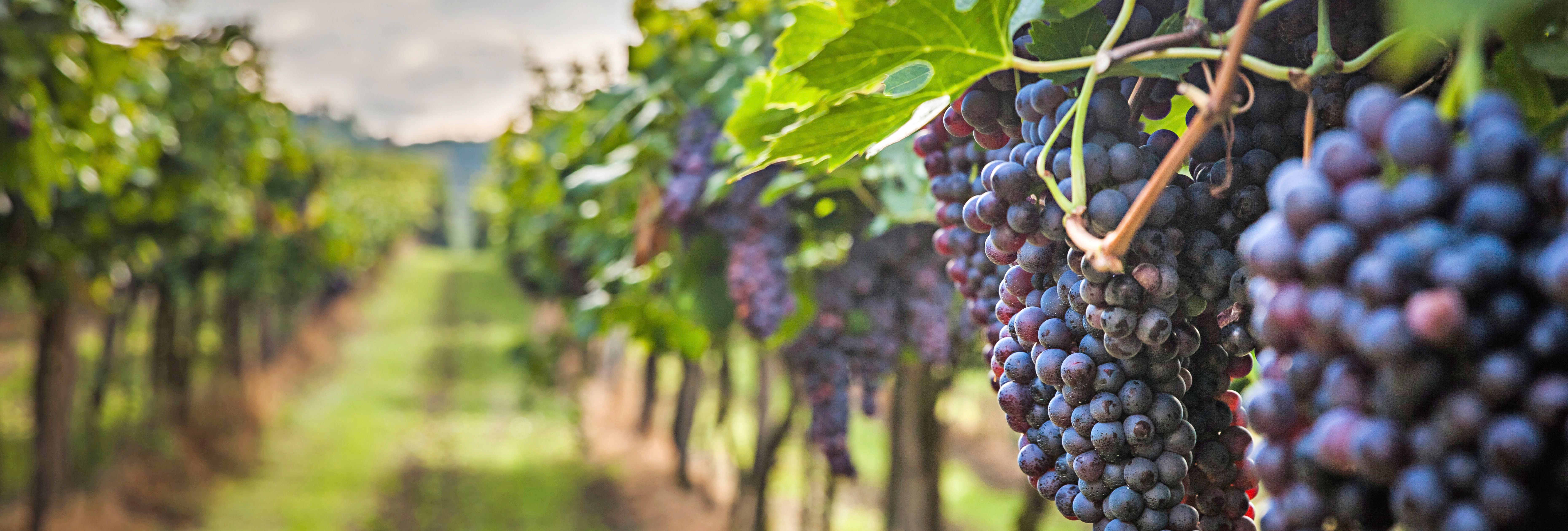 Was macht der Winzer im September? ☀ Weinwissen von GLOBUS